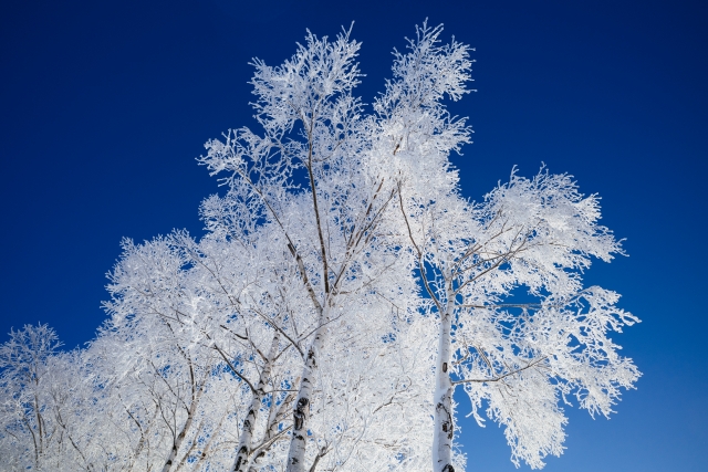 長野の2月観光ガイド！雪景色・絶景・モデルコースまで冬旅行を満喫♪ - 長野ツアーズ